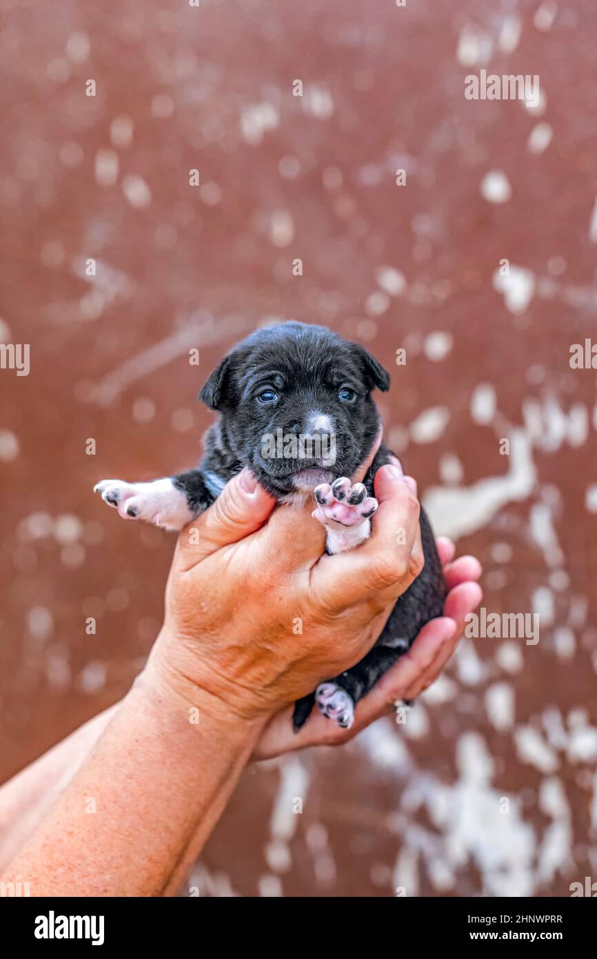 two weeks old young dog baby holding in hand Stock Photo - Alamy