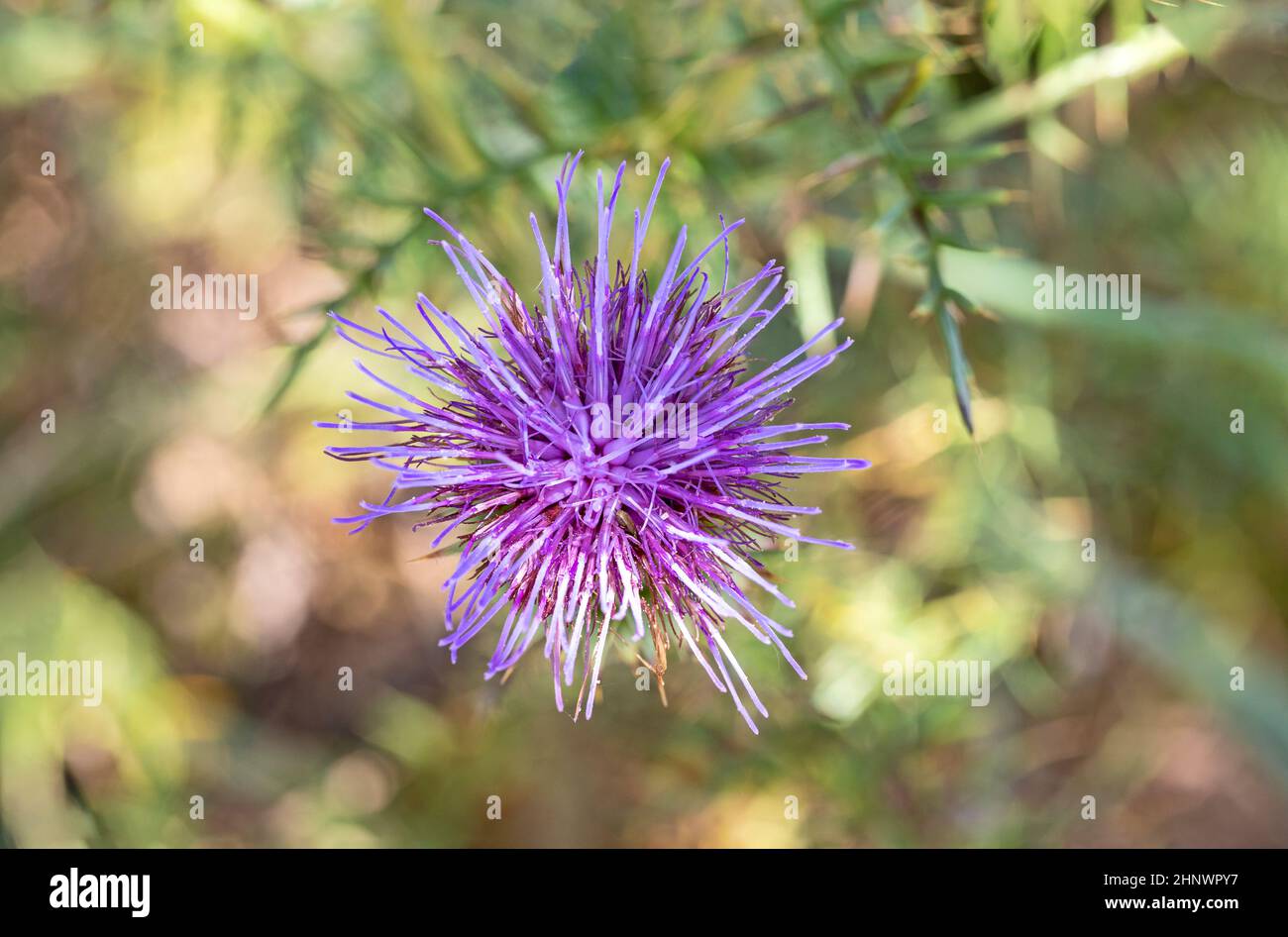 colorful bud of blooming violet thistle in detail Stock Photo - Alamy