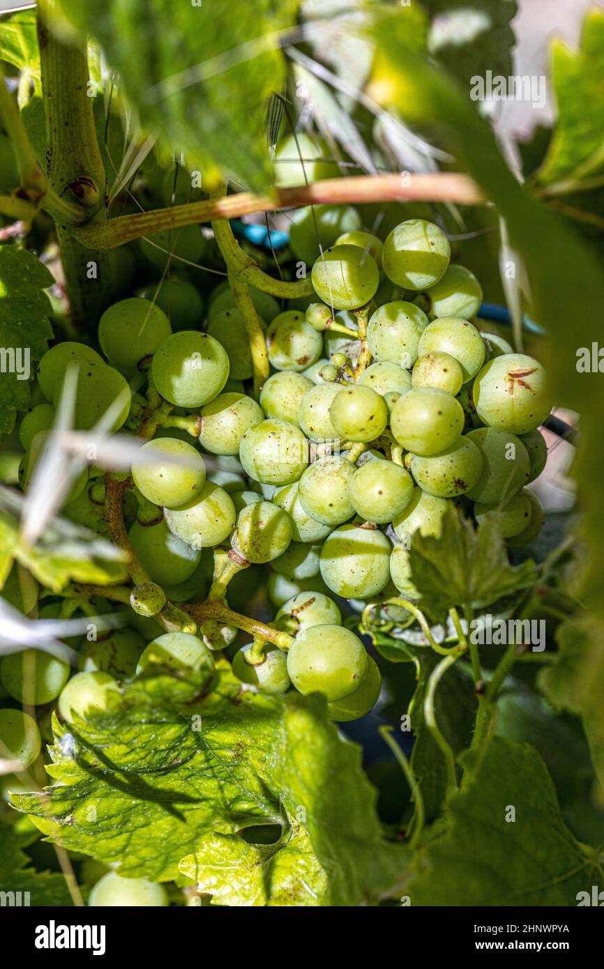 green grapes growing at the vine plan in the vineyard in detail Stock ...
