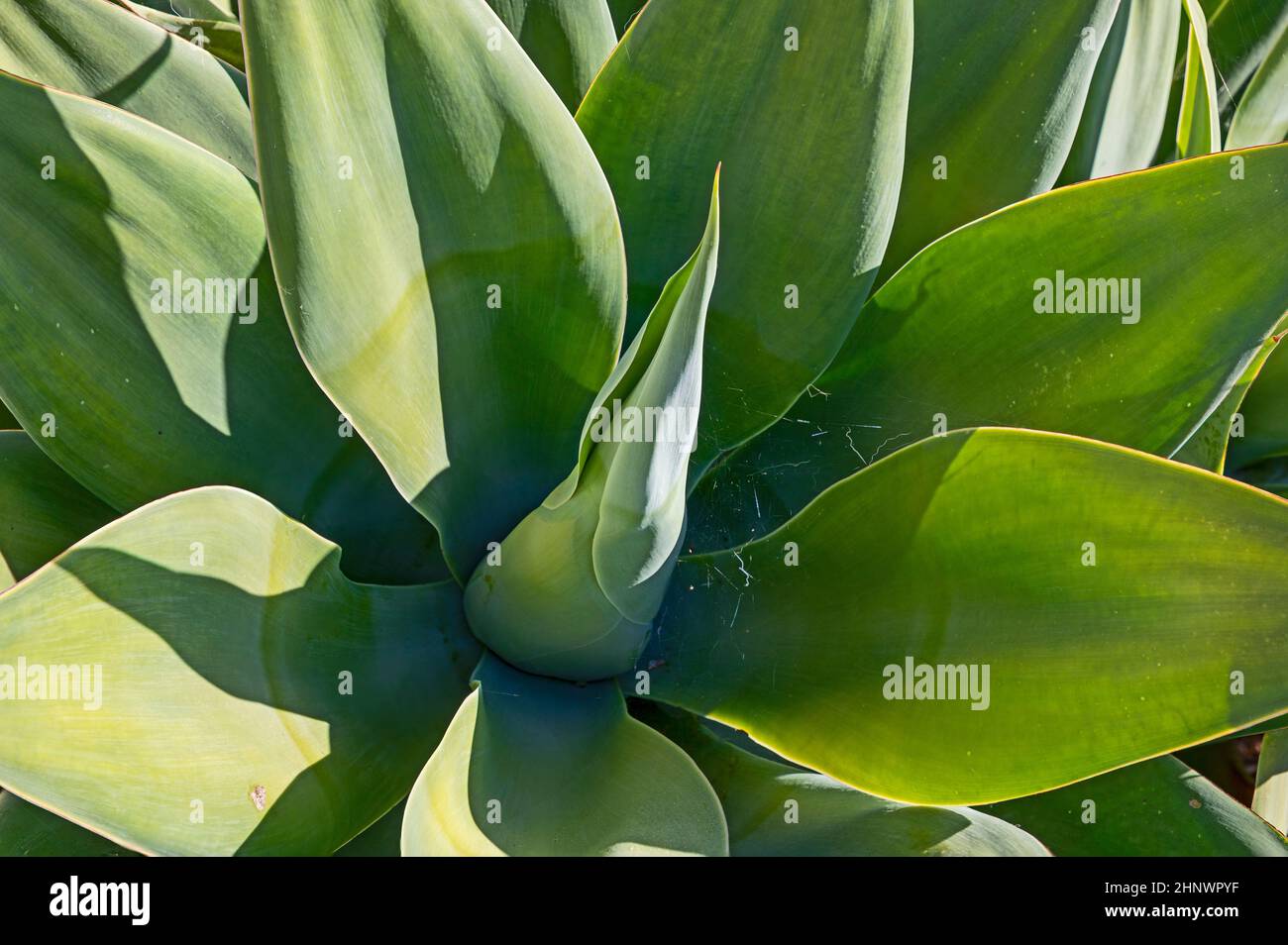 top view of the agave plant Dragon tree, green fox tail agave Floral ...