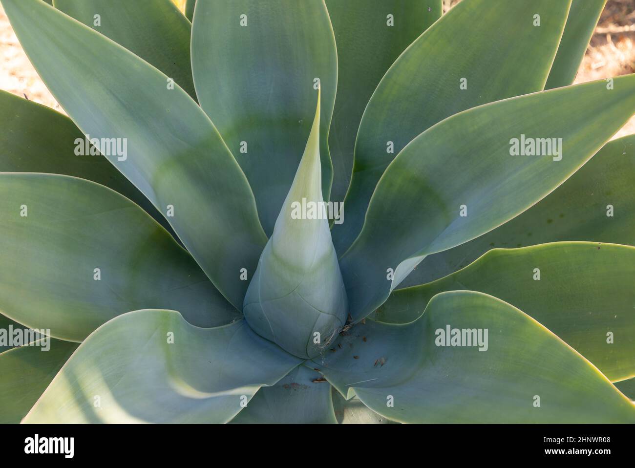 top view of the agave plant Dragon tree, green fox tail agave Floral ...