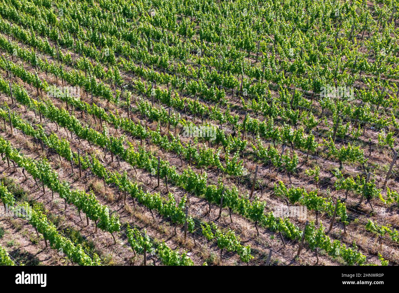 background of vineyards in green color Stock Photo - Alamy