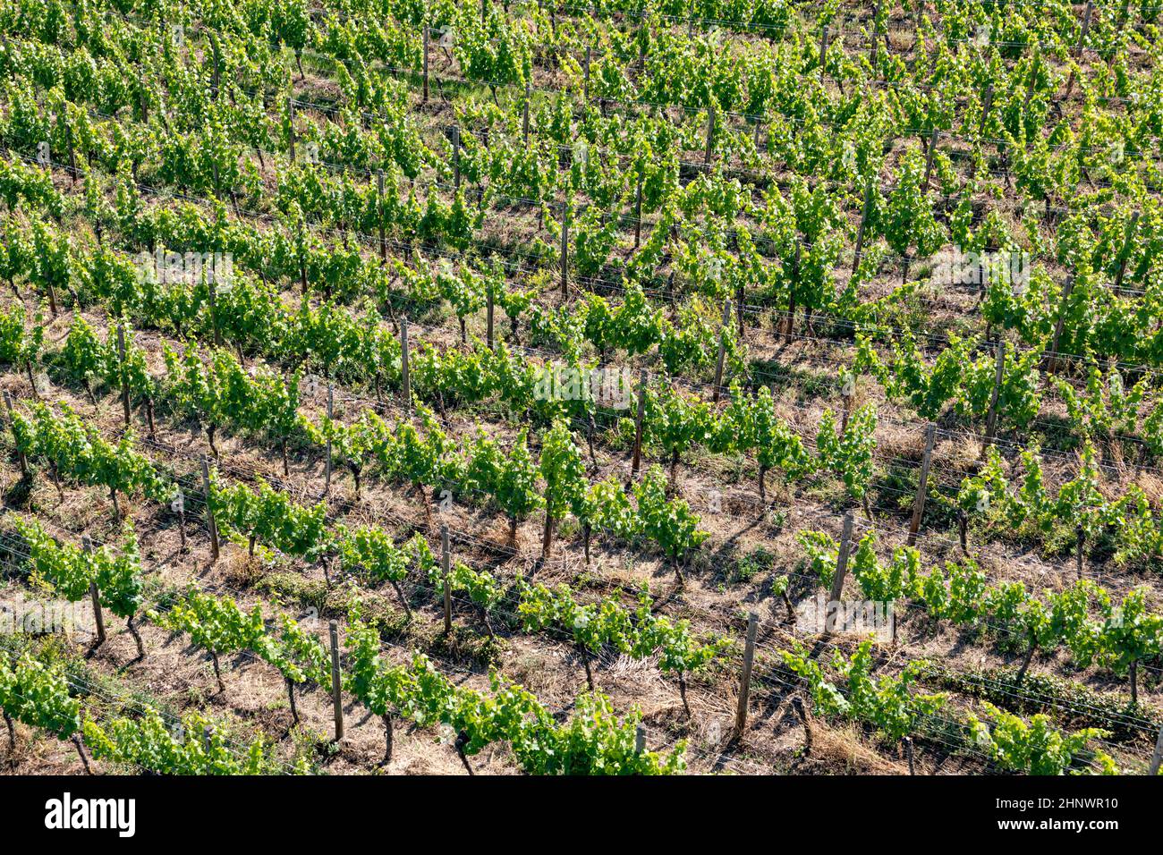 harmonic background of vineyards in green color Stock Photo - Alamy
