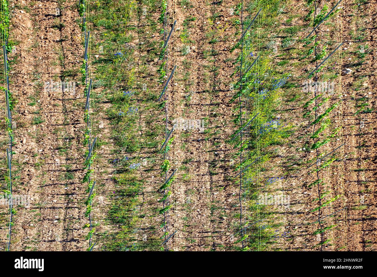 aerial backgroound of vineyards in green color Stock Photo - Alamy