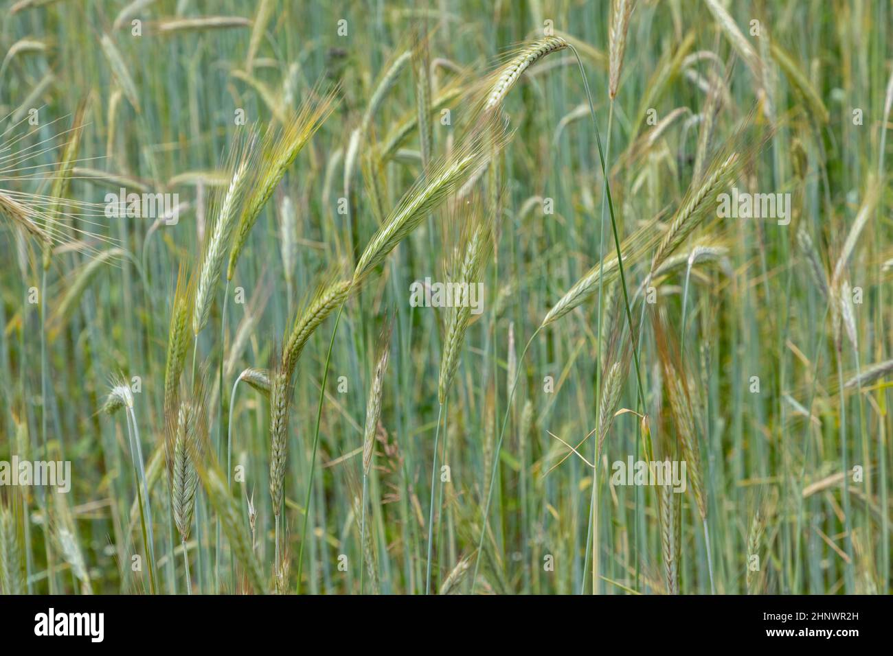 Winter rye Poaceae Pooideae Secrale cereale, an old corn plant in ...