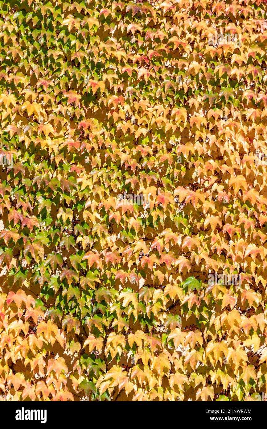 bright ivy climbing plant at a wall in indian summer color Stock Photo ...