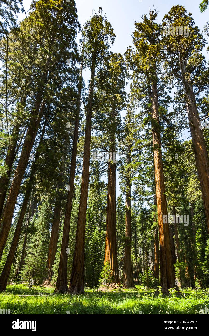 Sequoia national Park with old huge Sequoia trees like redwoods in ...