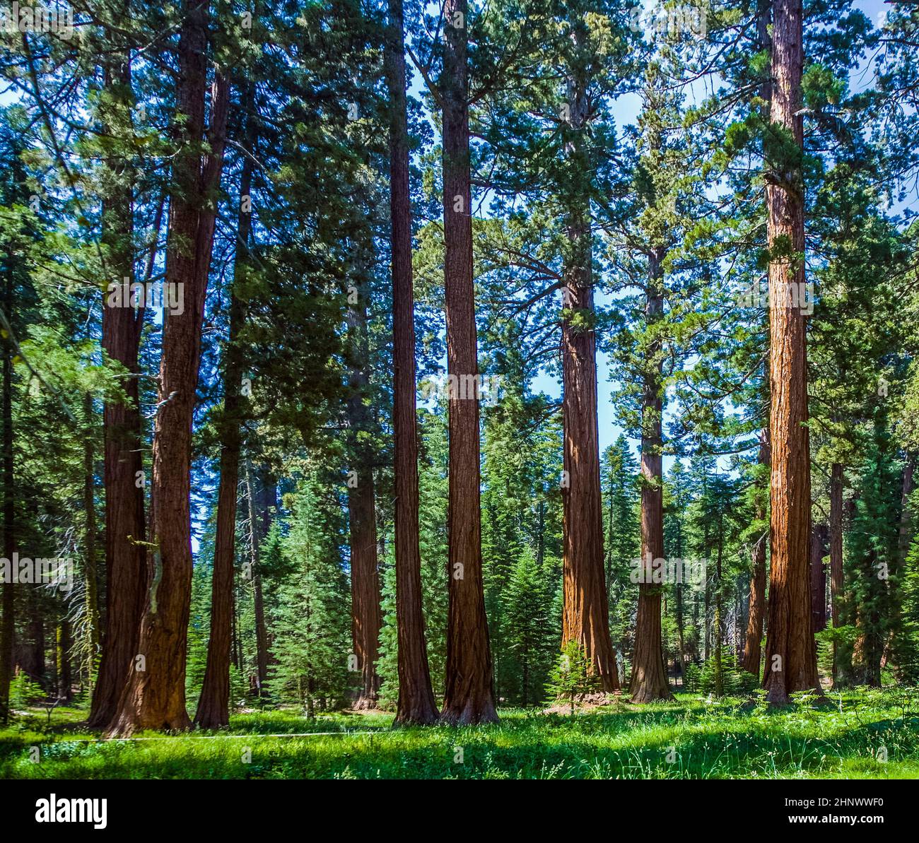 the famous big sequoia trees are standing in Sequoia National Park ...