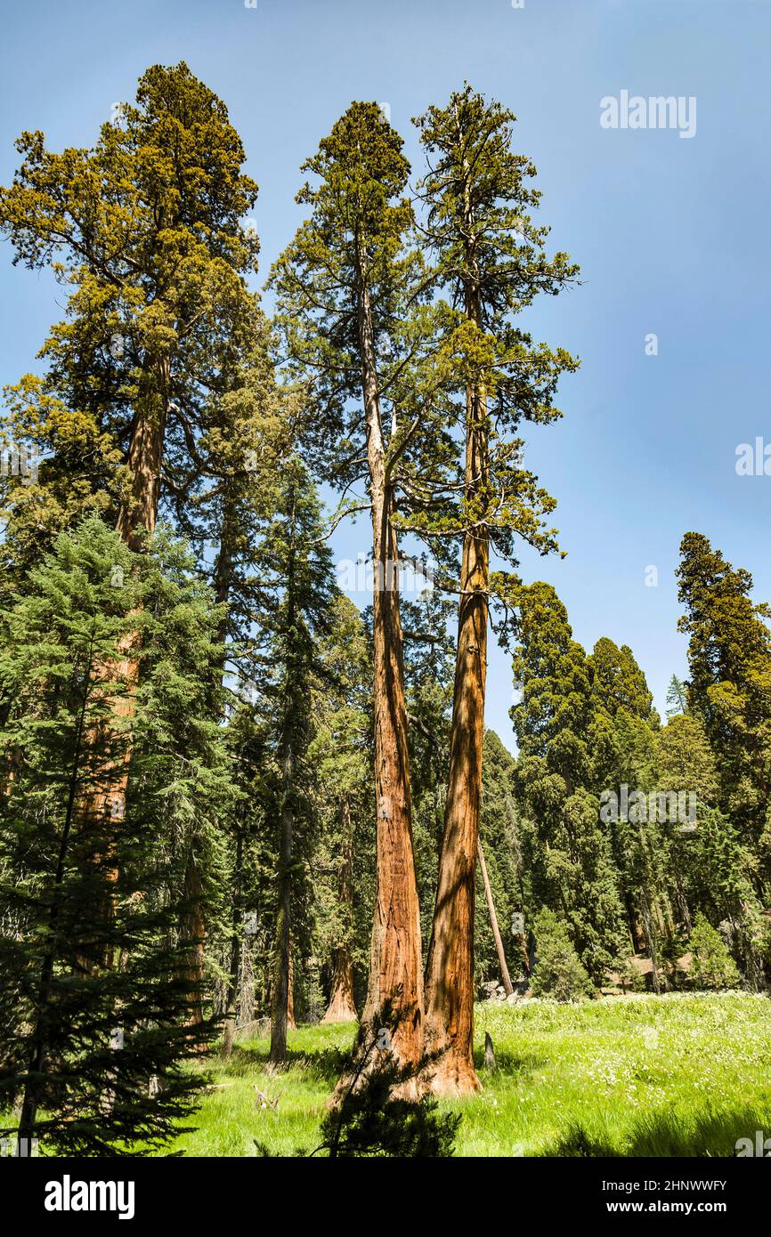 tall and big sequoias in beautiful sequoia national park Stock Photo ...