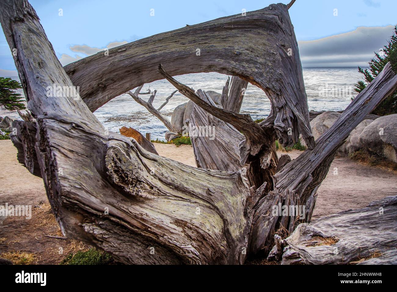 old tree in sunset at point Lobos Stock Photo - Alamy