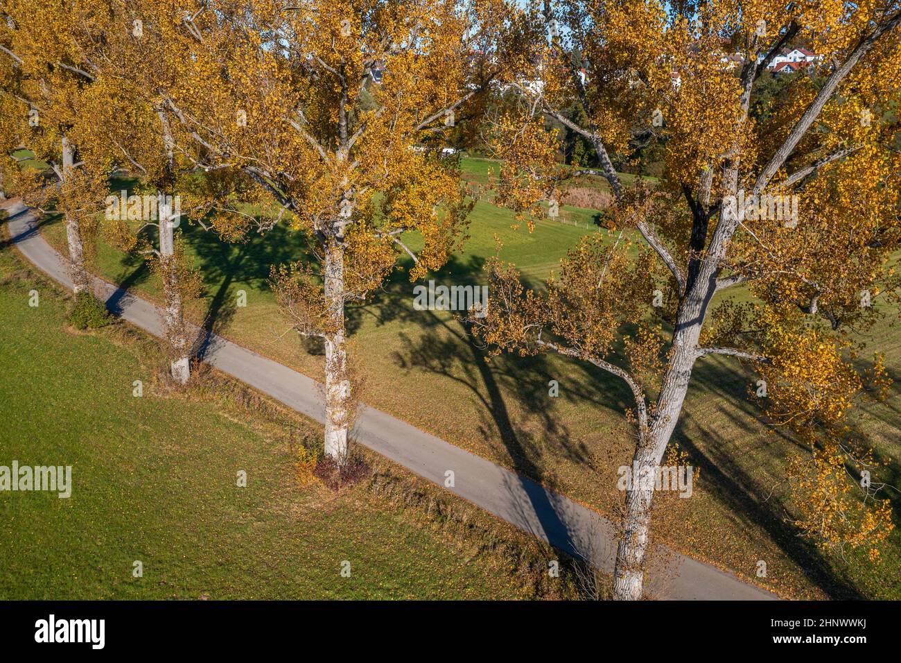 aerial of a row of orange trees in autumn Stock Photo - Alamy