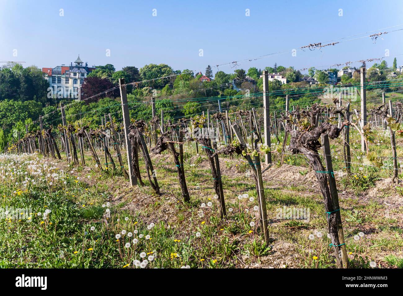 detail of grape plant at vineyard in Grinzing, a wine village in ...