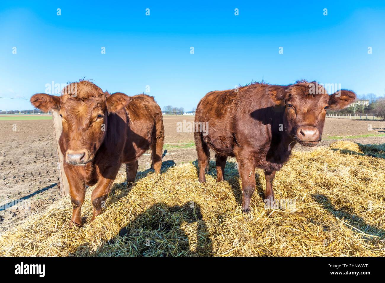 friendly cattles on straw with blue sky Stock Photo - Alamy