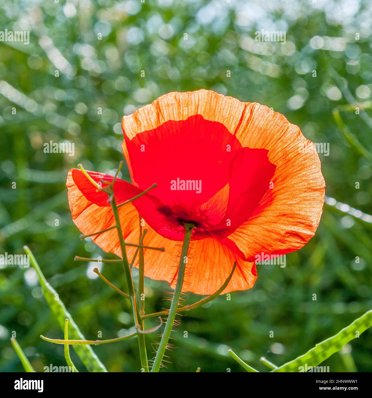 poppy flower in detail with blue sky in field Stock Photo - Alamy