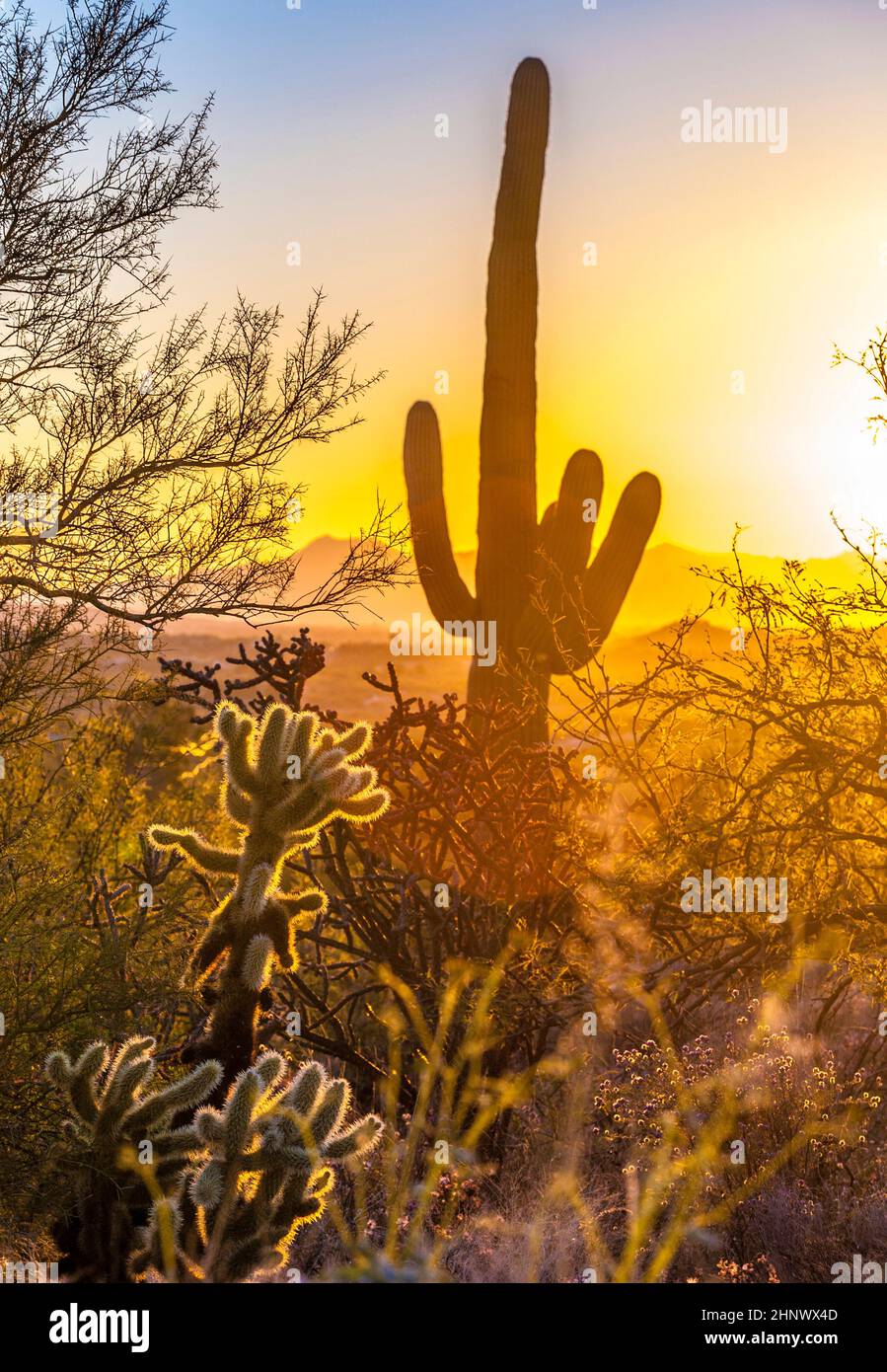 cactus in the desert in romantic sunset Stock Photo - Alamy