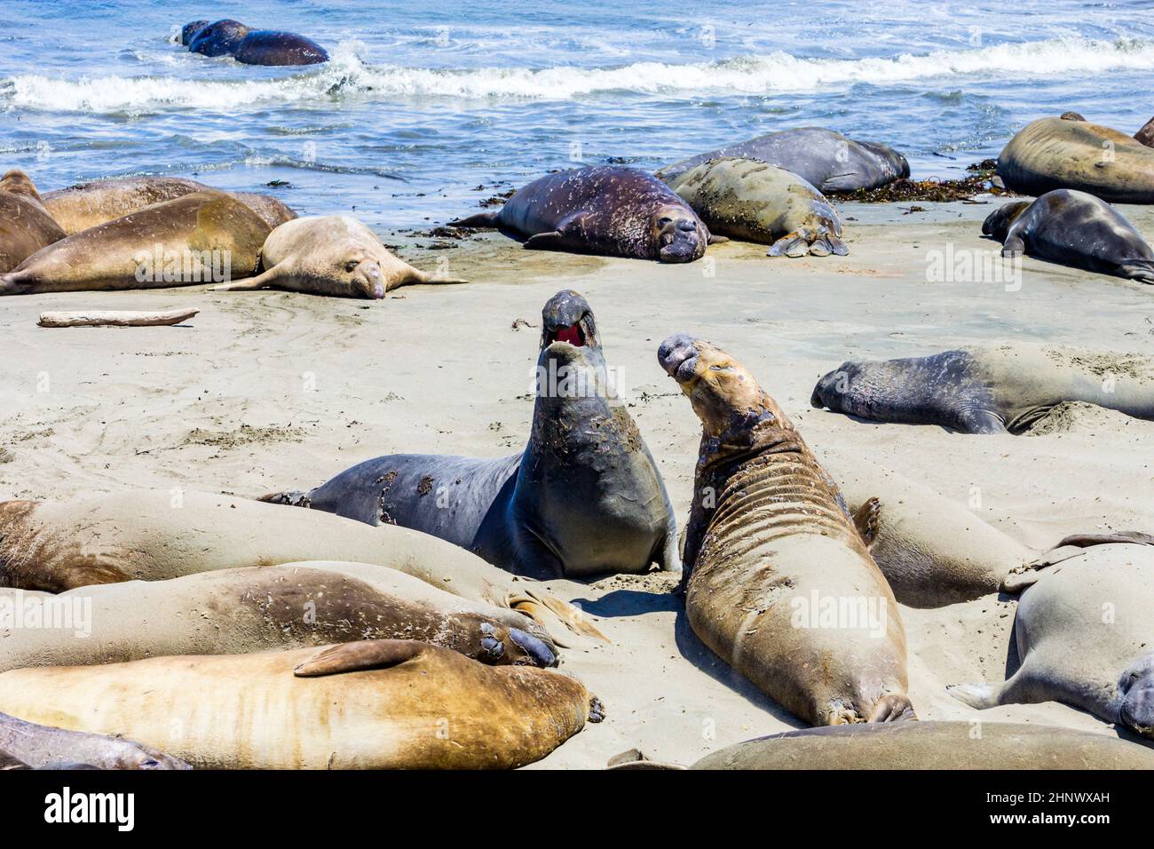 Sealions relax and sleep at the sandy beach Stock Photo - Alamy