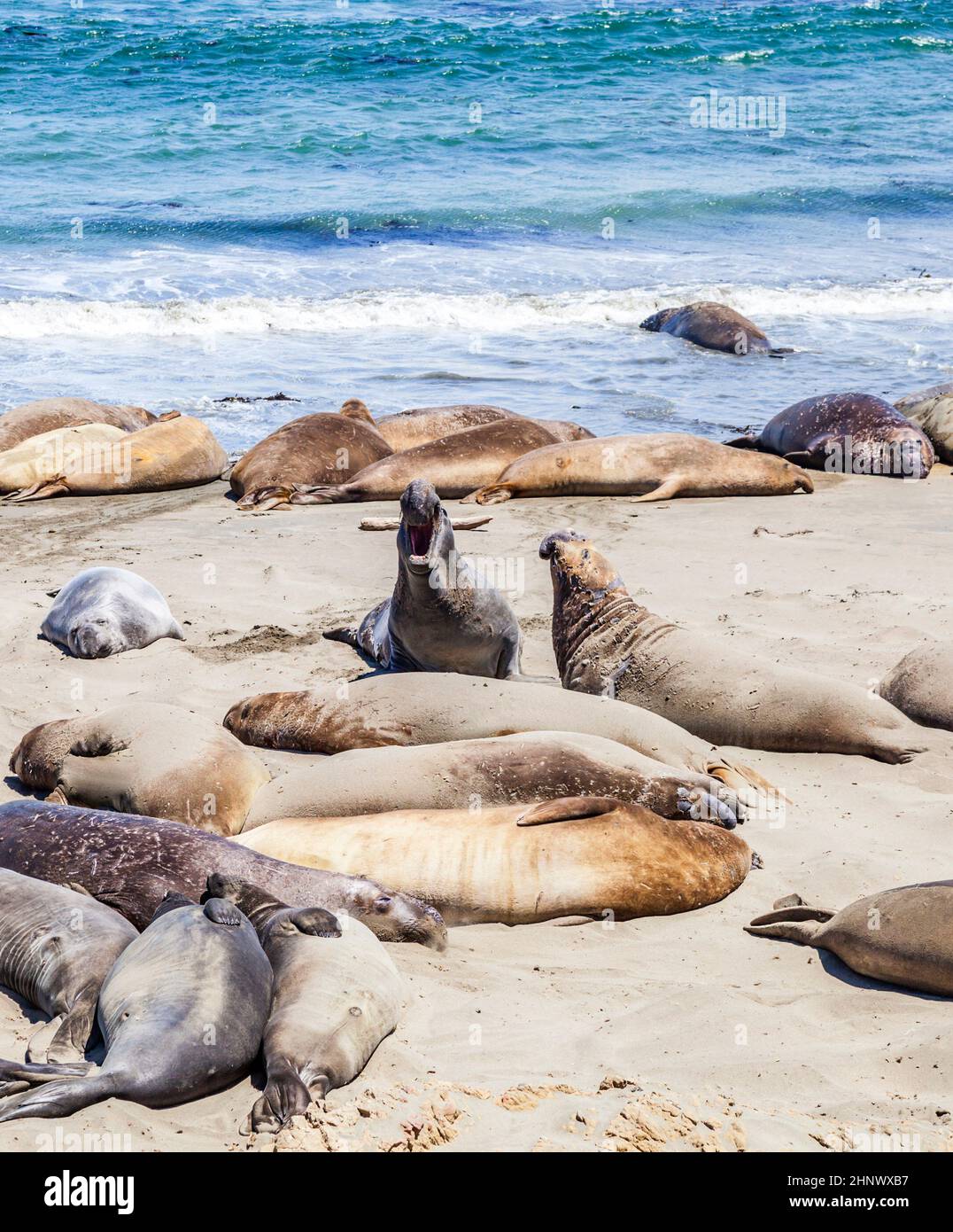 Sealions relax and sleep at the sandy beach Stock Photo - Alamy