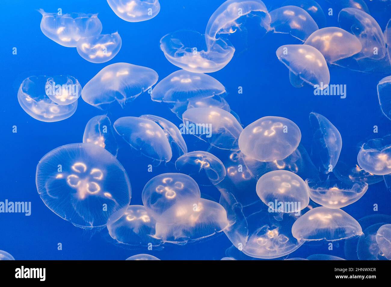 jelly fish in the blue sea gliding in the deep of the ocean Stock Photo ...