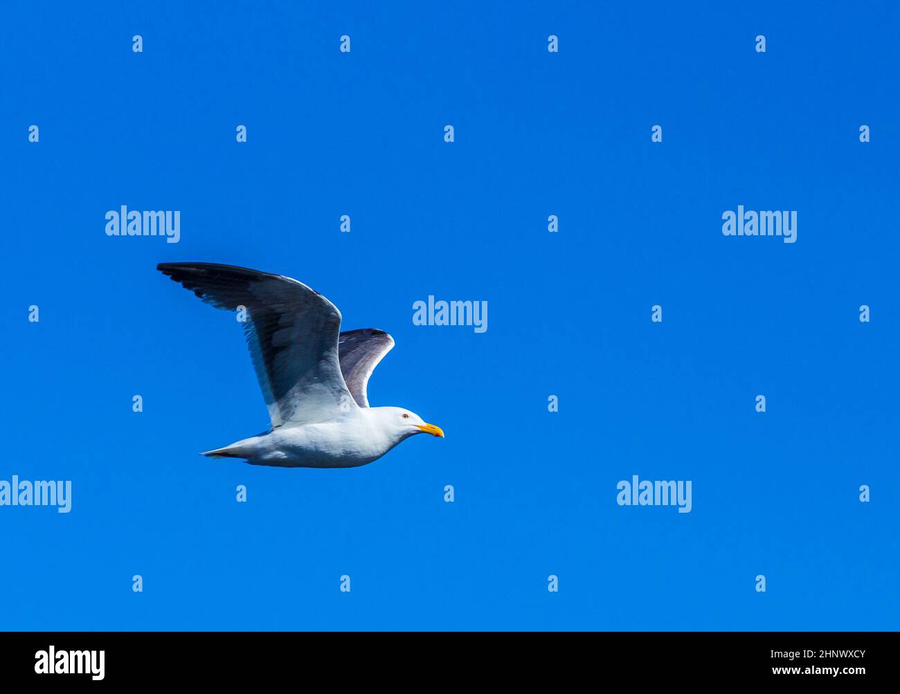 california gull flying in the blue sky Stock Photo - Alamy