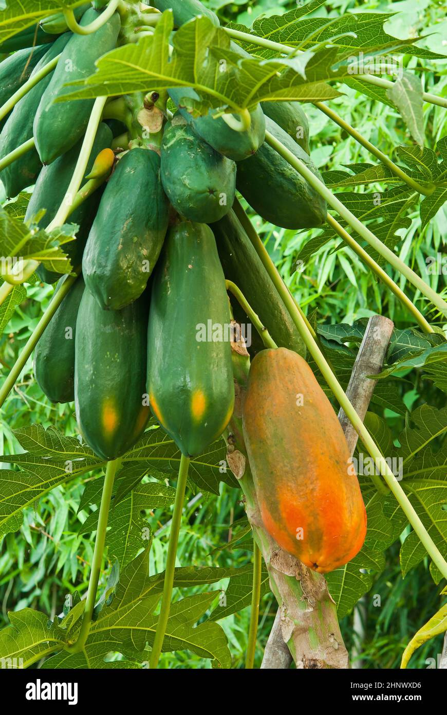 Annual crops hi-res stock photography and images - Alamy