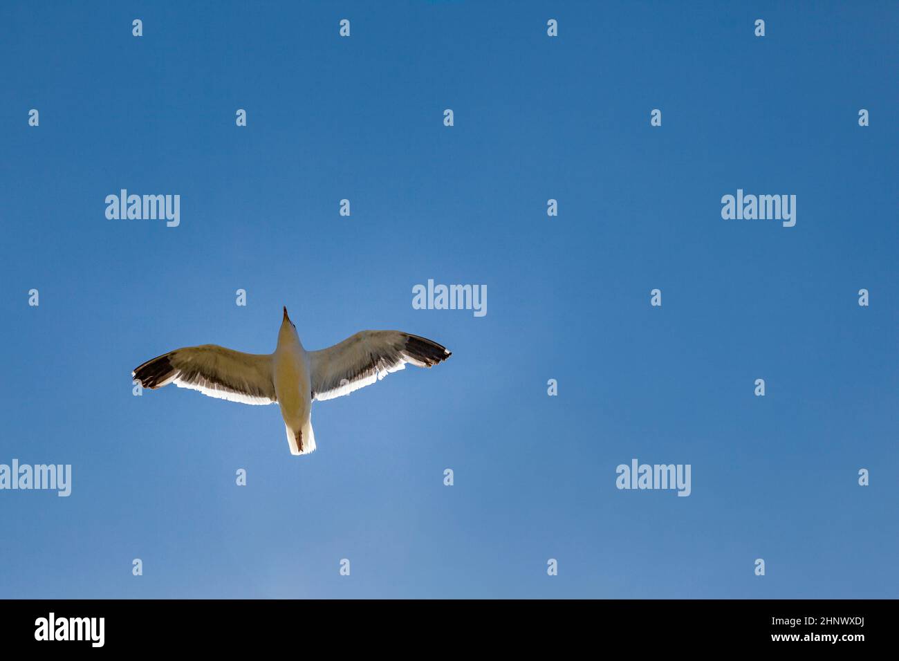 seagull flying under blue sky with sun Stock Photo - Alamy