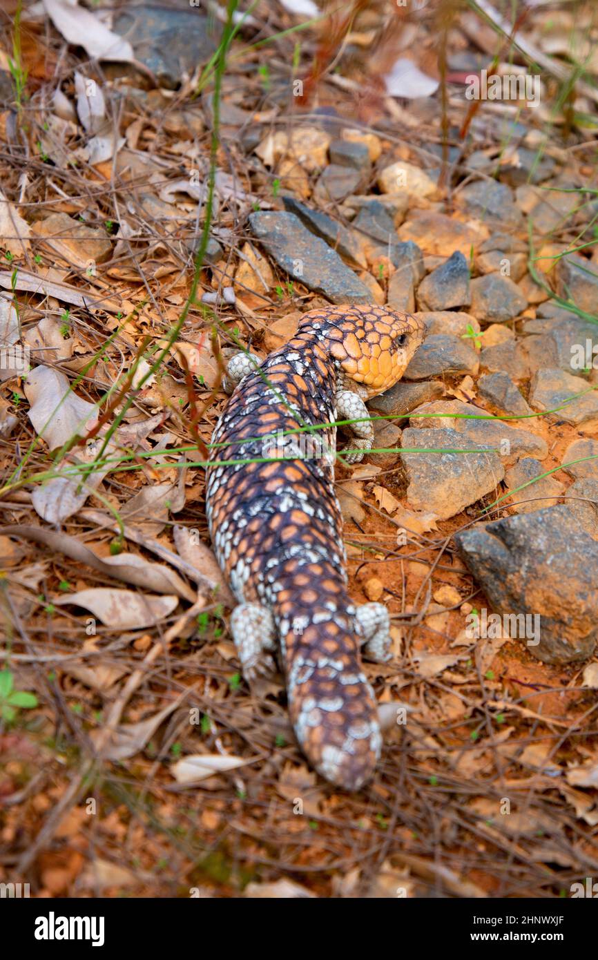 Bobtail lizard hi-res stock photography and images - Alamy