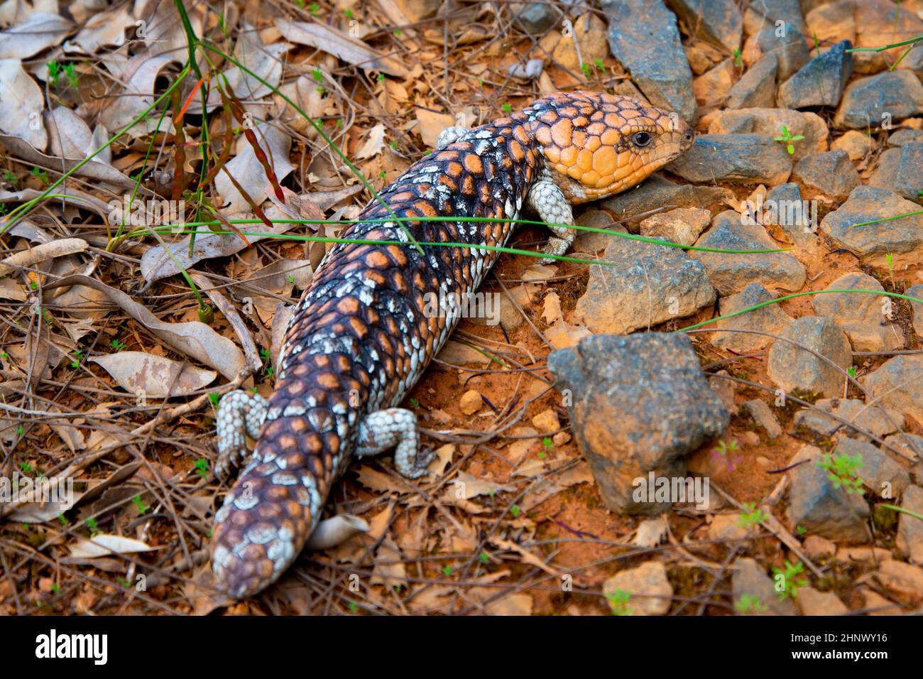 Shingleback Bobtail Lizard - Western Australia Stock Photo - Alamy