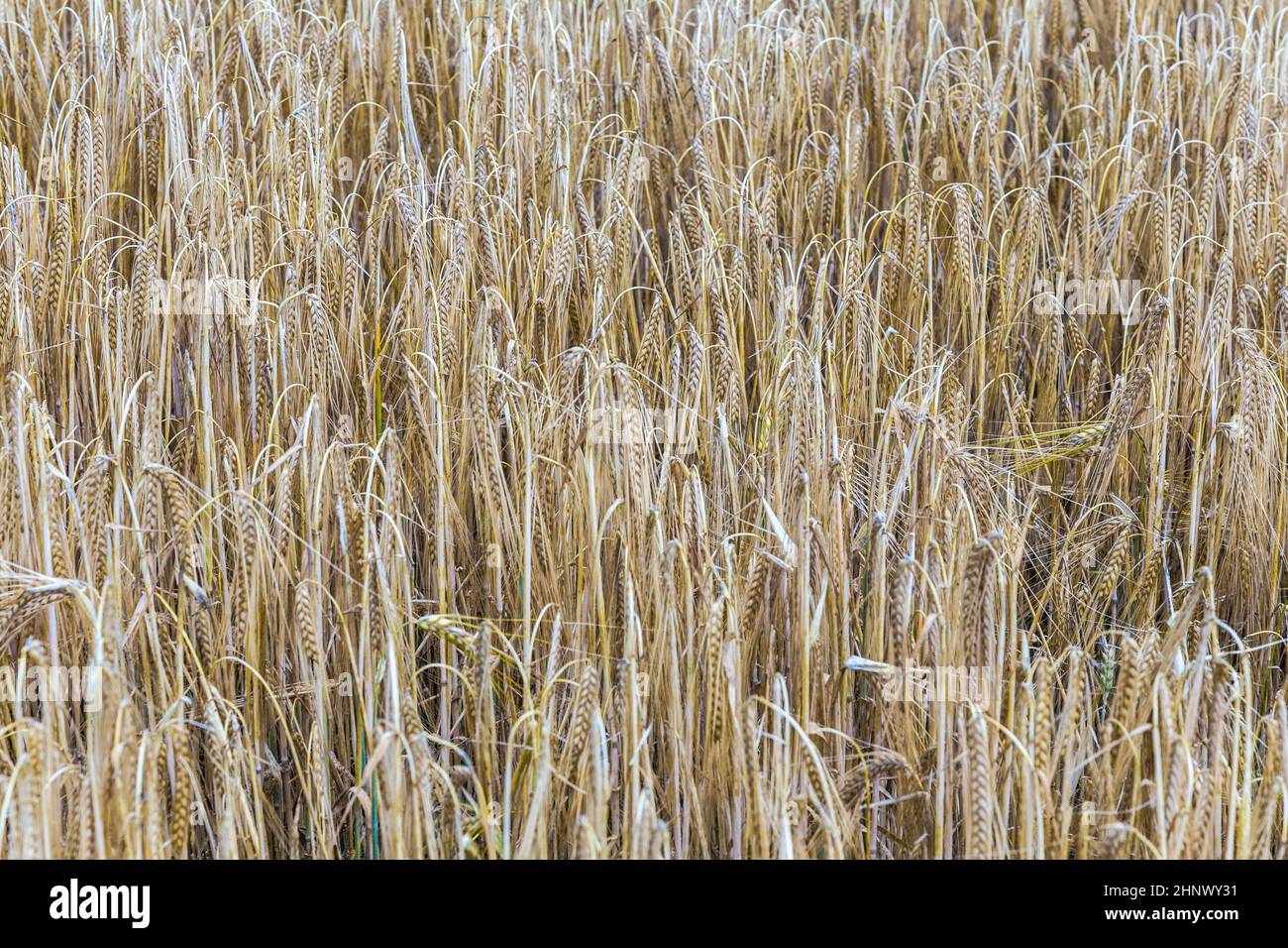 pattern of ripe corn in corn field in detail - health symbol Stock ...