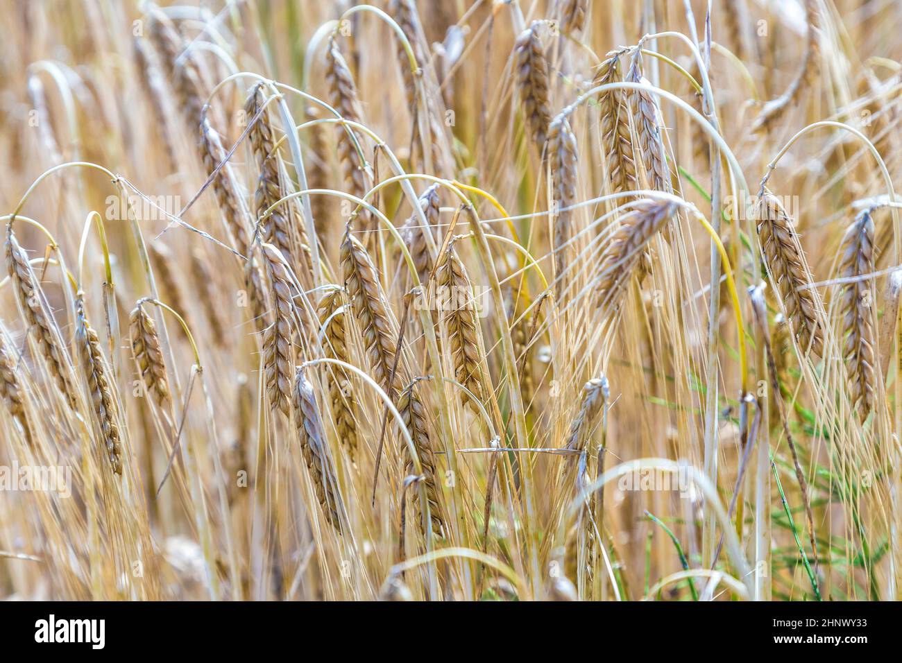 pattern of ripe corn in corn field in detail - health symbol Stock ...