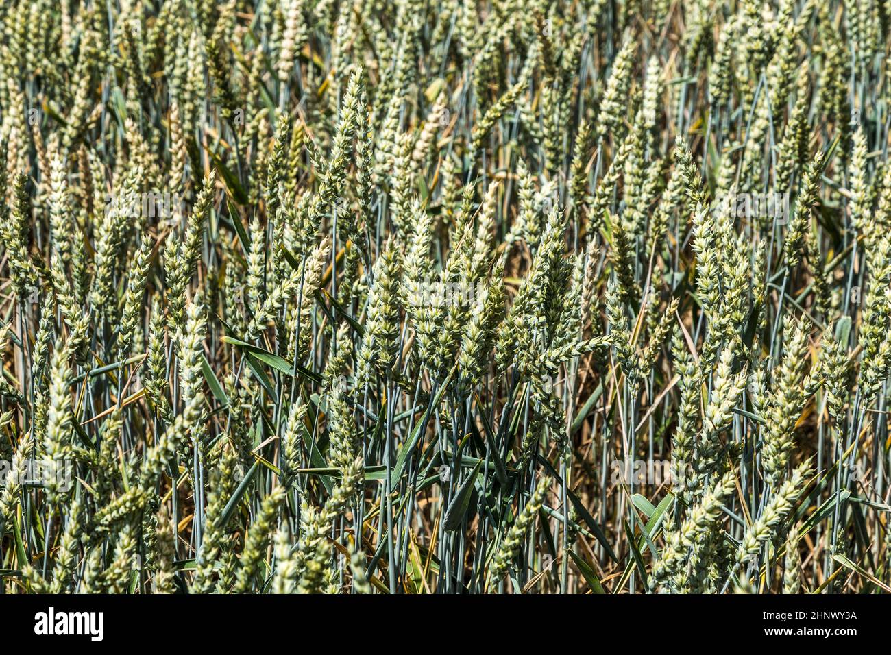 pattern of ripe corn in corn field in detail - health symbol Stock ...