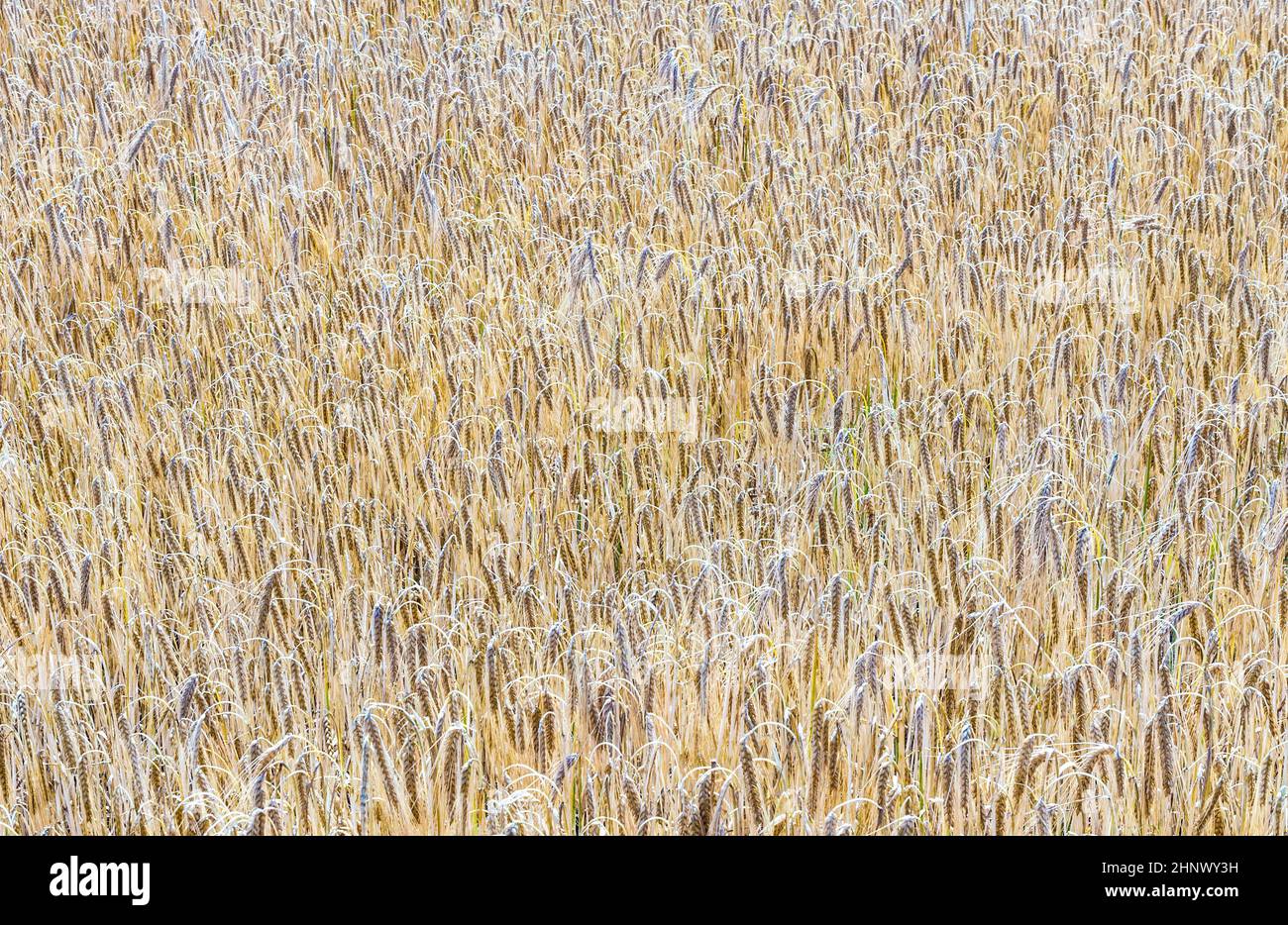 pattern of ripe corn in corn field in detail - health symbol Stock ...