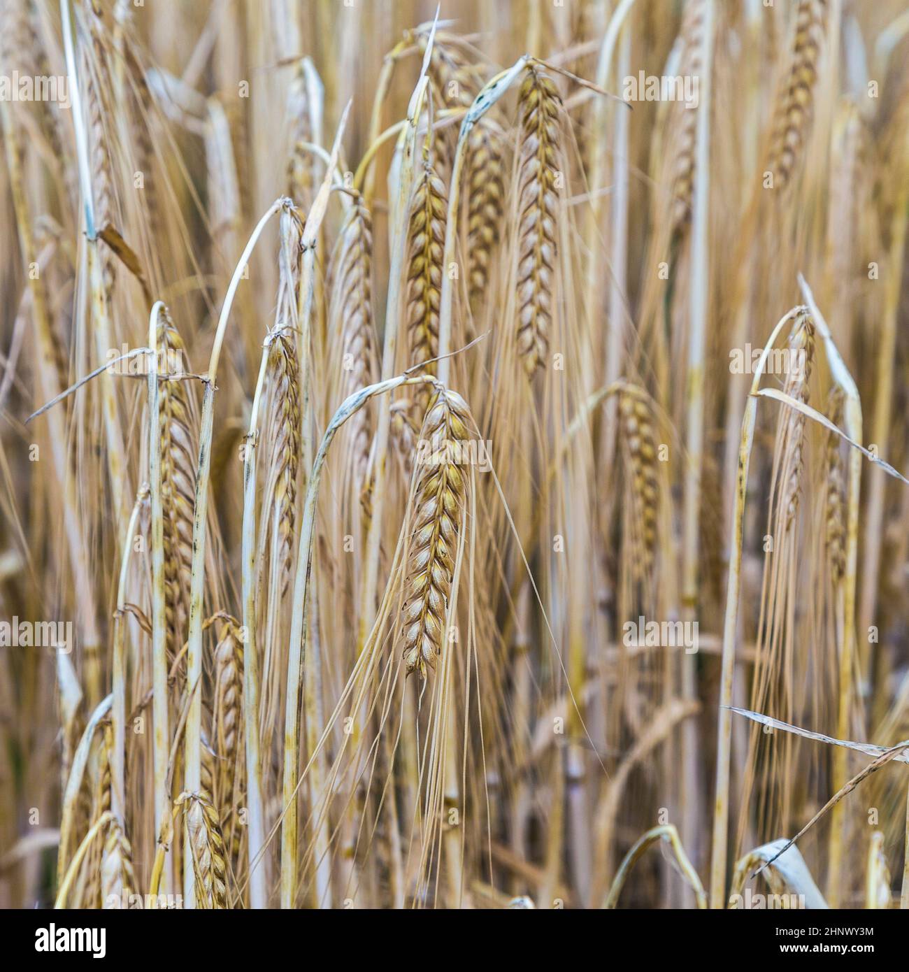 pattern of ripe corn in corn field in detail - health symbol Stock ...