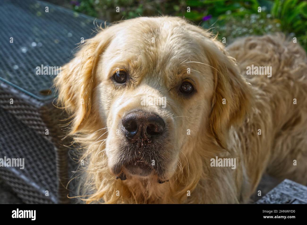 Young Golden Retriever dog looking straight at camera Stock Photo - Alamy