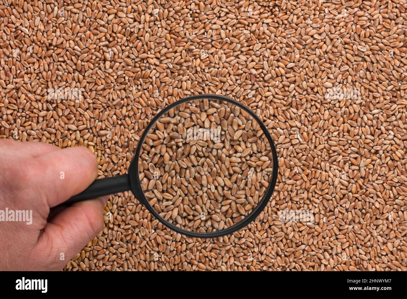 Human hand holding a magnifying glass over the wheat can be used as ...