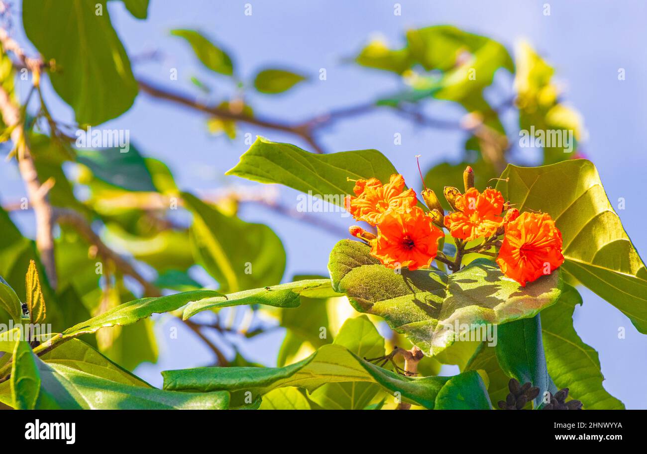 Kou Cordia subcordata flowering tree with orange flowers beach cordia ...