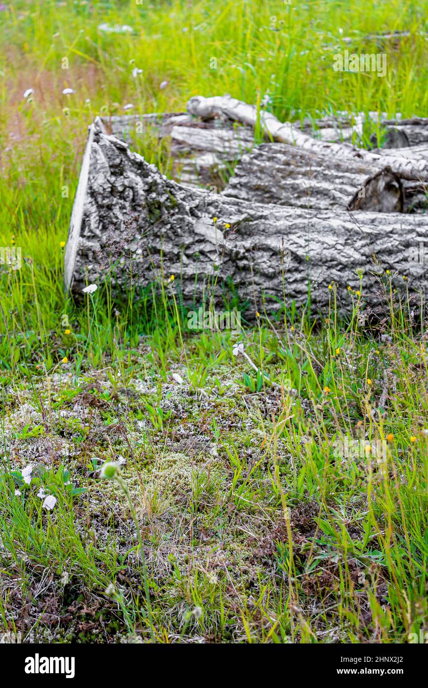 Firewood in forest norway hi-res stock photography and images - Alamy
