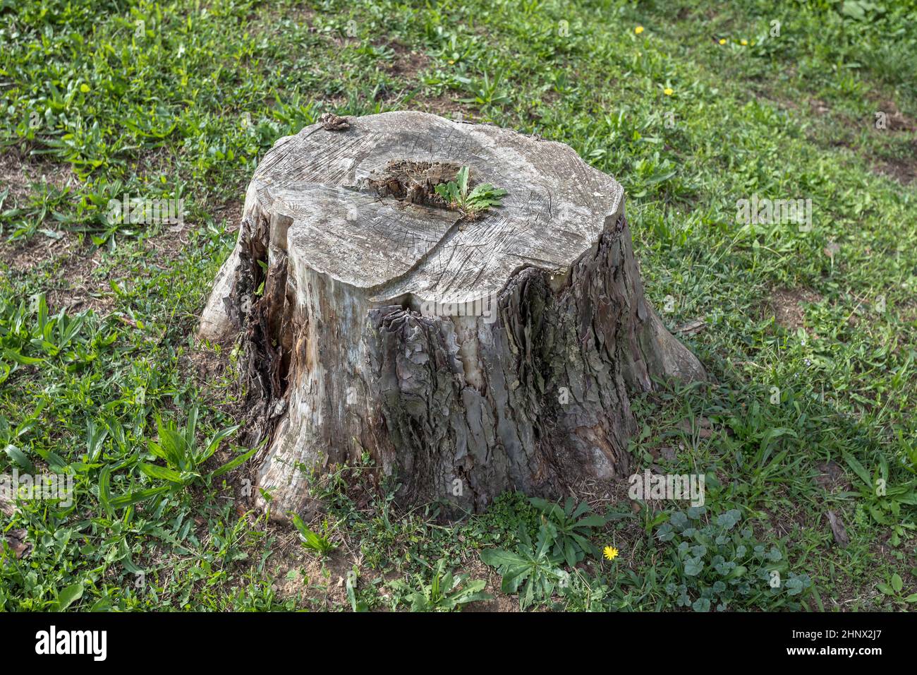 Cutted tree hi-res stock photography and images - Alamy