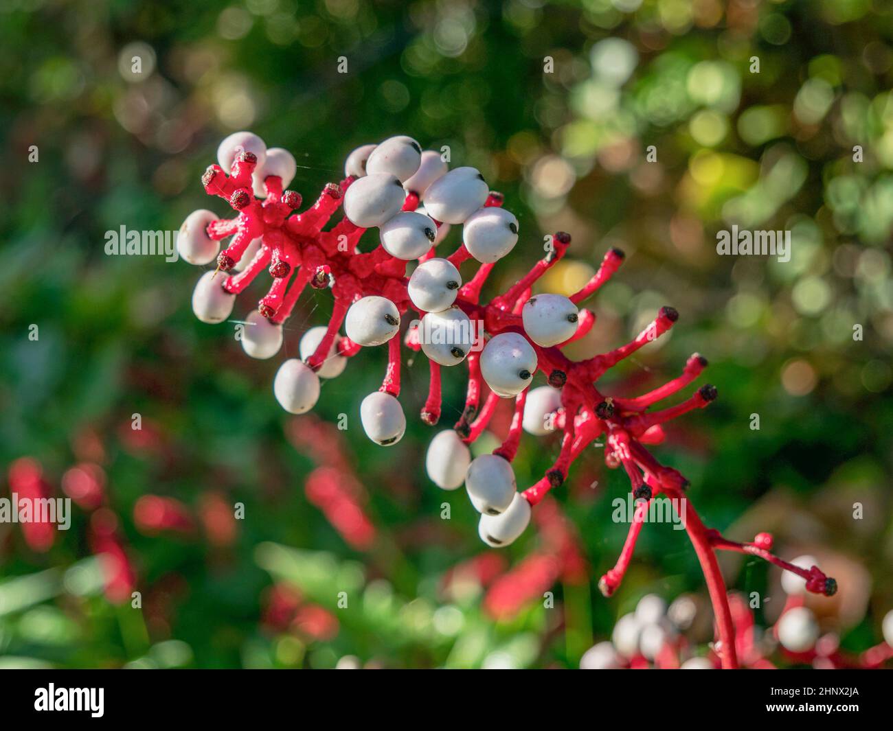White berries and red stalks of white baneberry Actaea pachypoda Stock ...