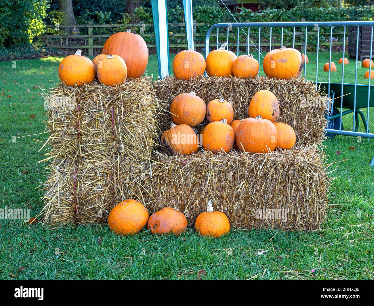 Pumpkin display arranged on haystacks in a green farm field Stock Photo ...