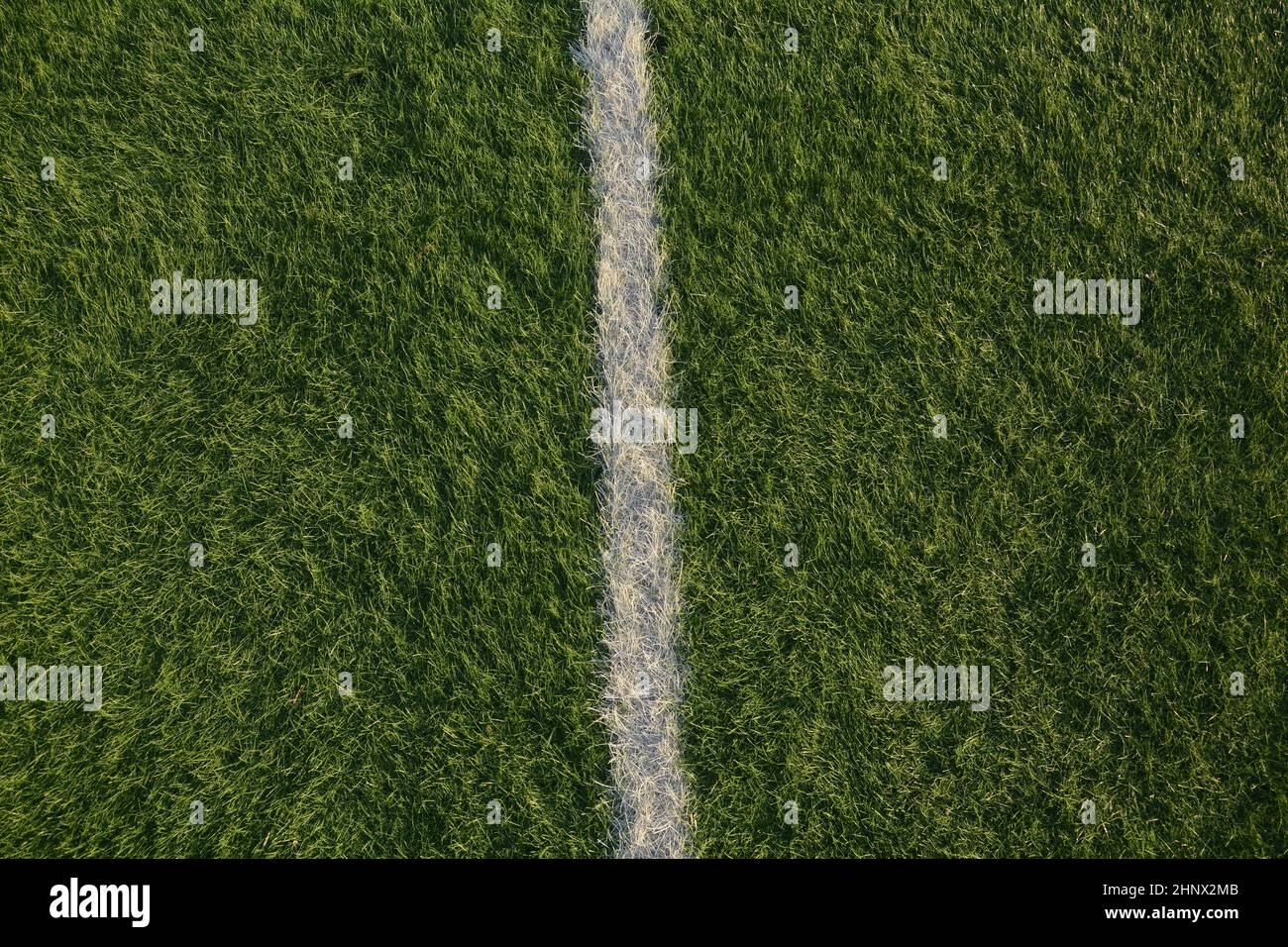 Field of fresh green grass texture as a background, top close up view ...