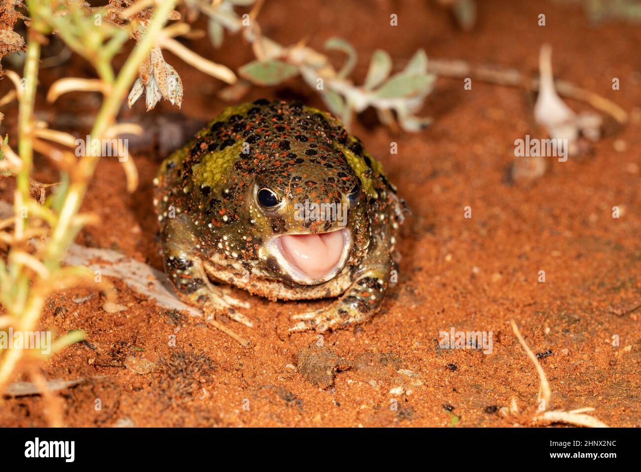 Australian Crucifix Burrowing Frog feeding on small black ants Stock ...