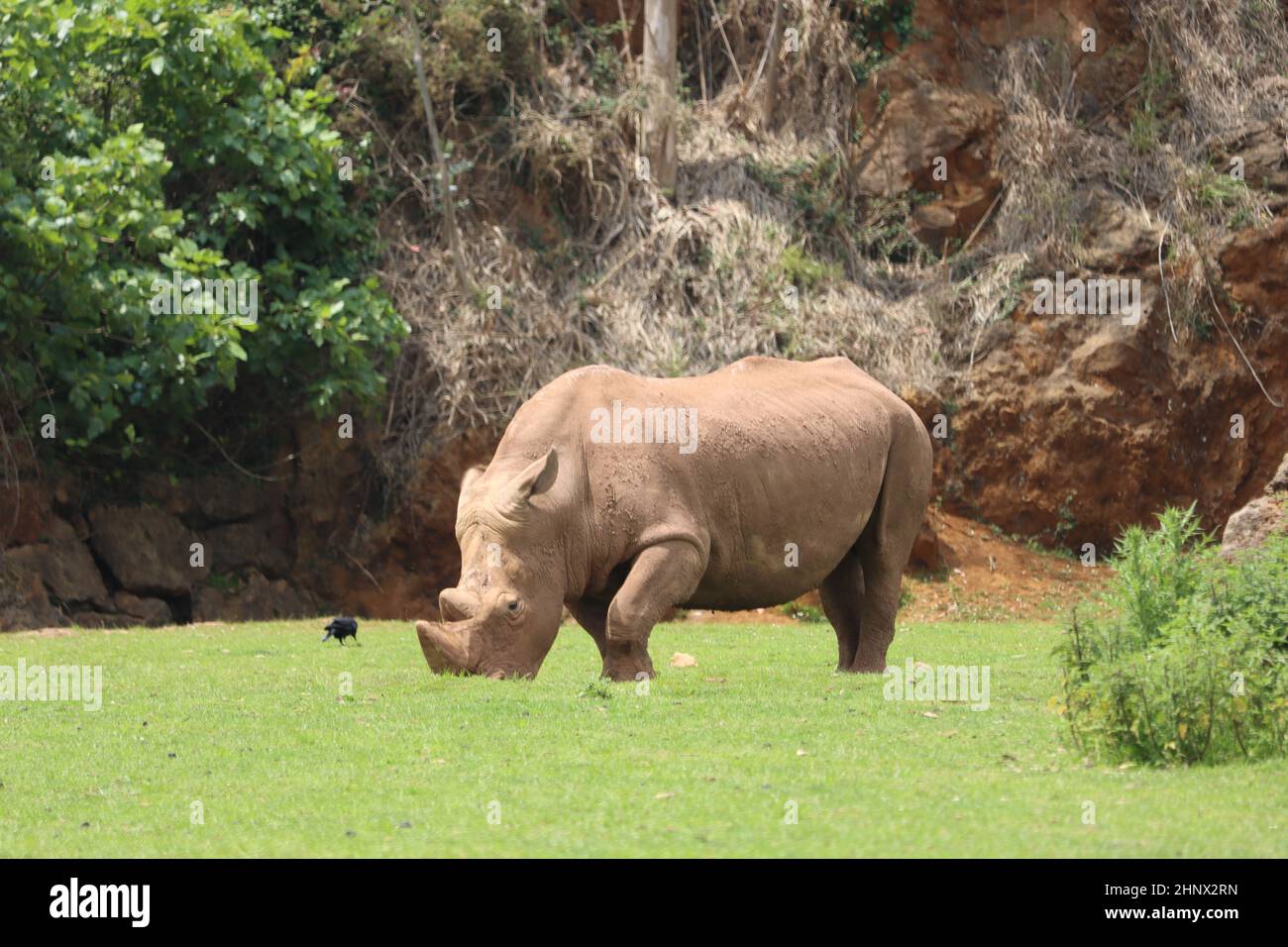 beautiful wild horn rhino dangerous wild horn huge fast heavy Stock ...