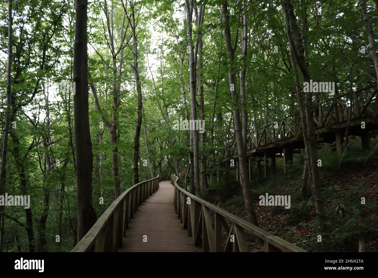 beautiful redwood forest giant trees huge fat tall wood Stock Photo - Alamy