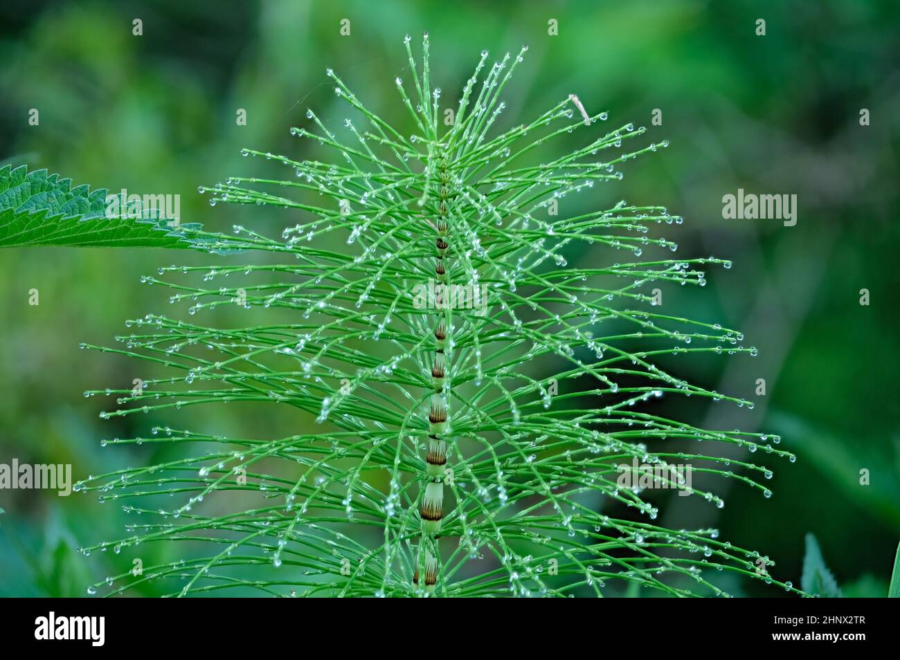 Horsetail plant with morning dew water drops Stock Photo - Alamy