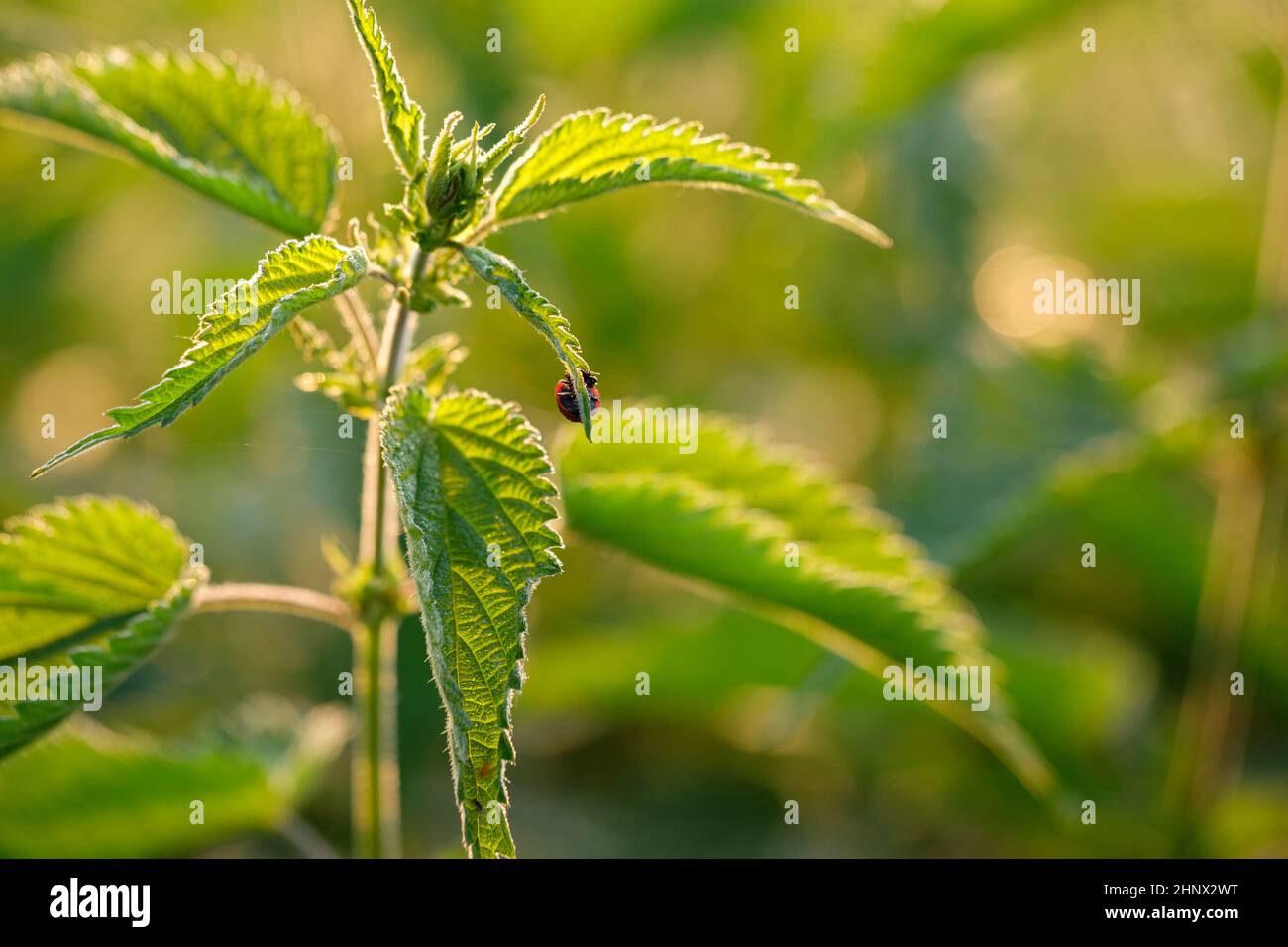 Stinging needle hi-res stock photography and images - Alamy
