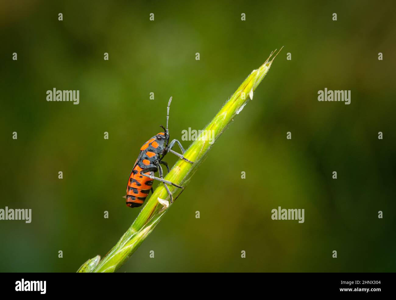 Red and black bug hi-res stock photography and images - Alamy