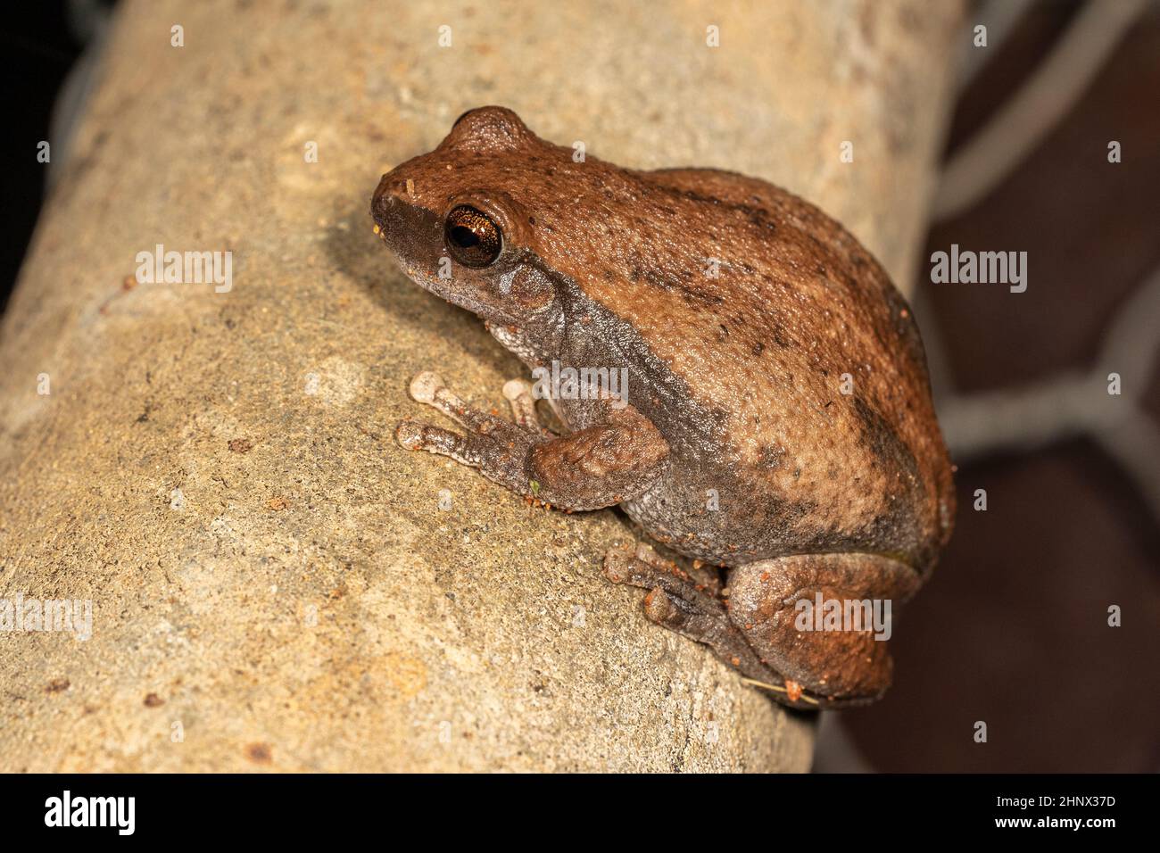 Desert frog australia hi-res stock photography and images - Alamy