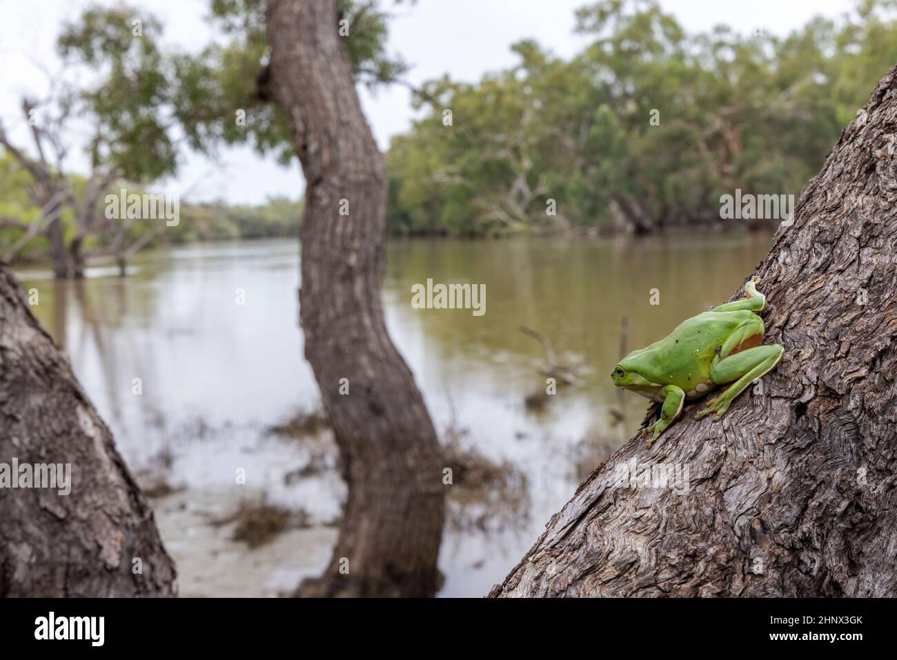 Australian Green Tree Frog resting on gum tree on the banks of the ...