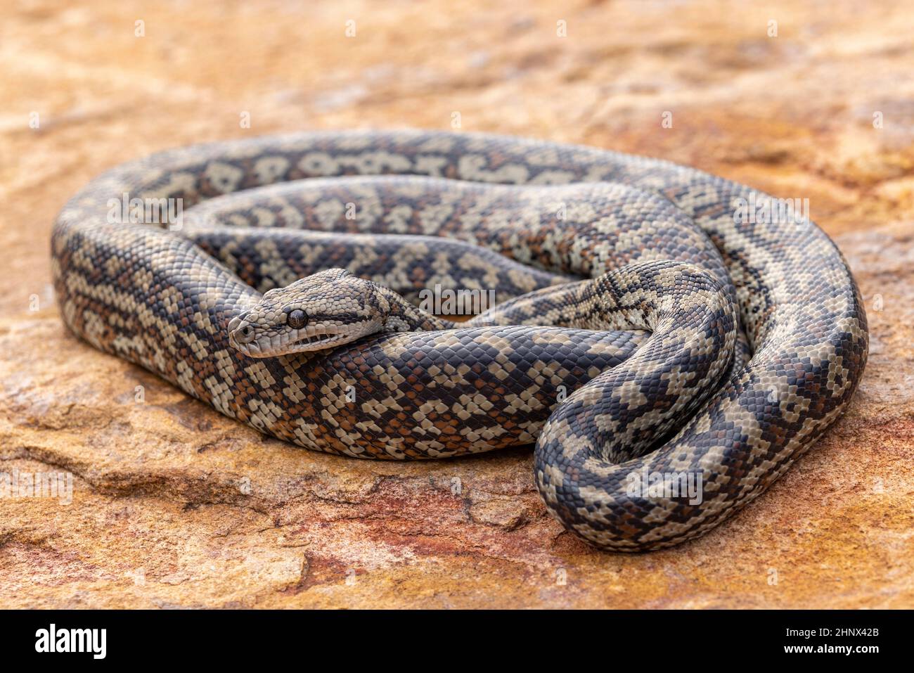 Murray darling wildlife hi-res stock photography and images - Alamy