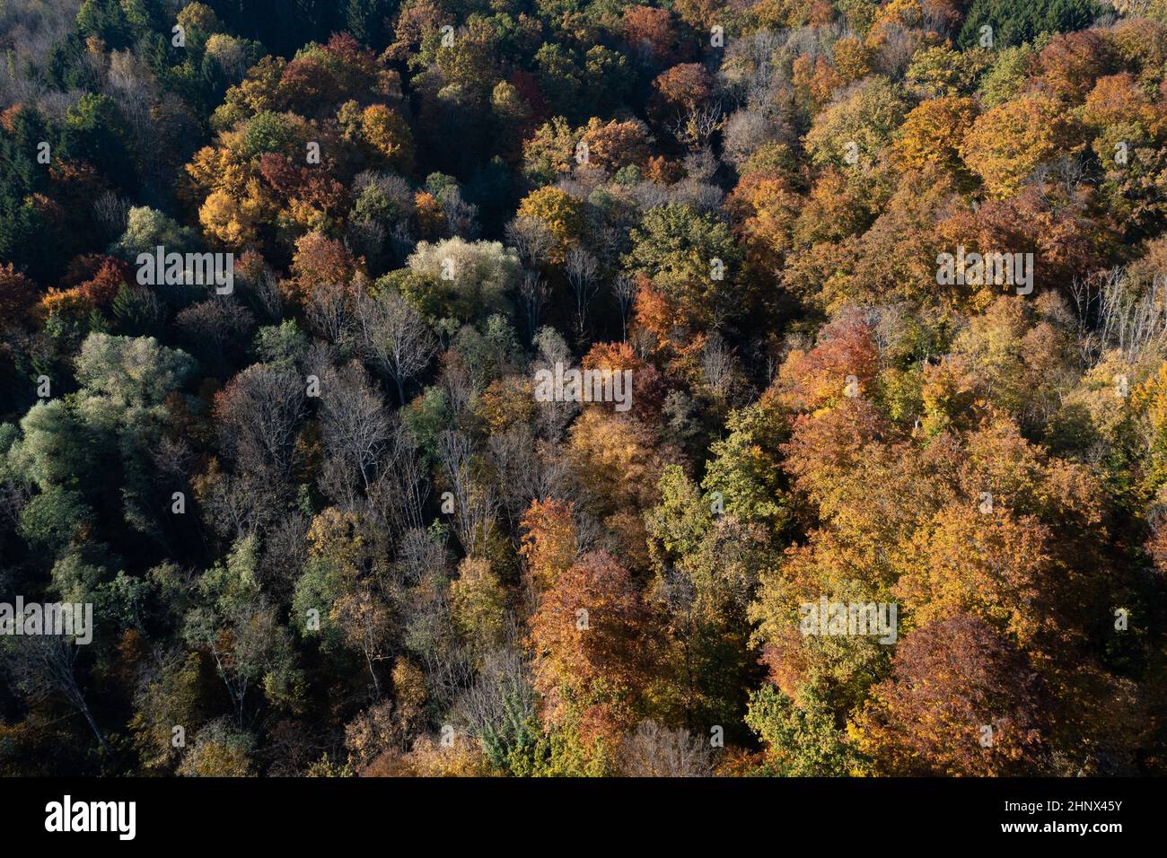 aerial of colorful foliage of a forest in autumn seen from above Stock ...